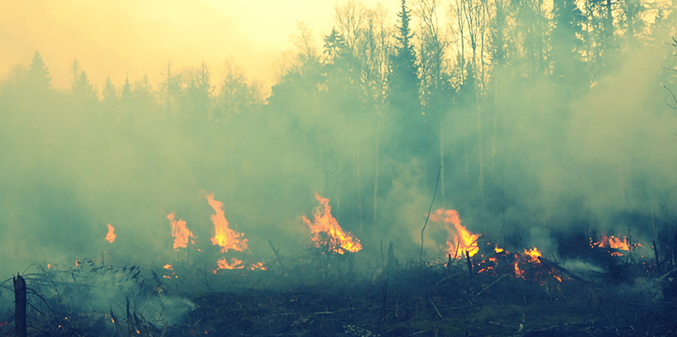 Facts + Statistics: Wildfires | III